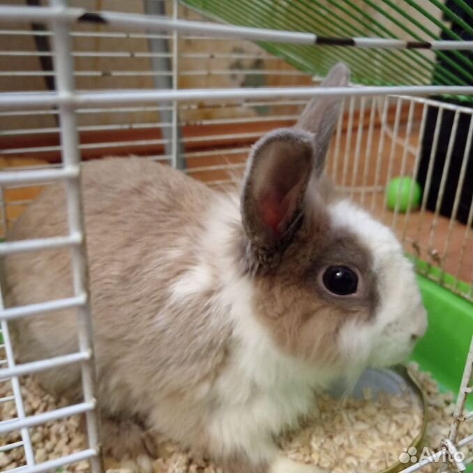 Декоративные кролики
