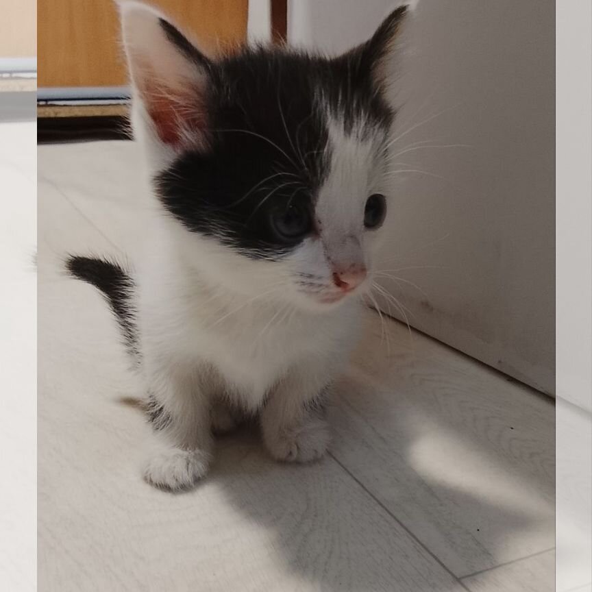 Котёнок в добрые руки