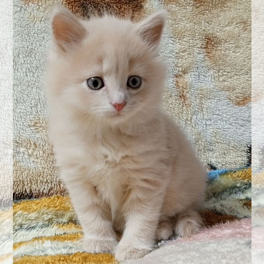 Шотландский прямоухий длинношёрстный котёнок