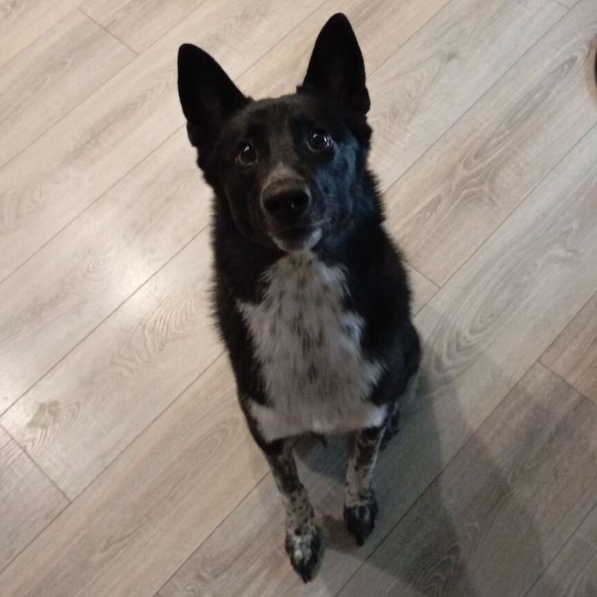 Лайка, взрослый пёс