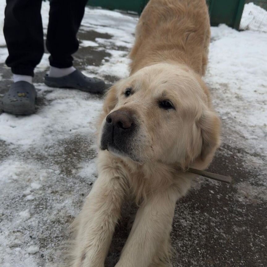 Собака в добрые руки отдам бесплатно