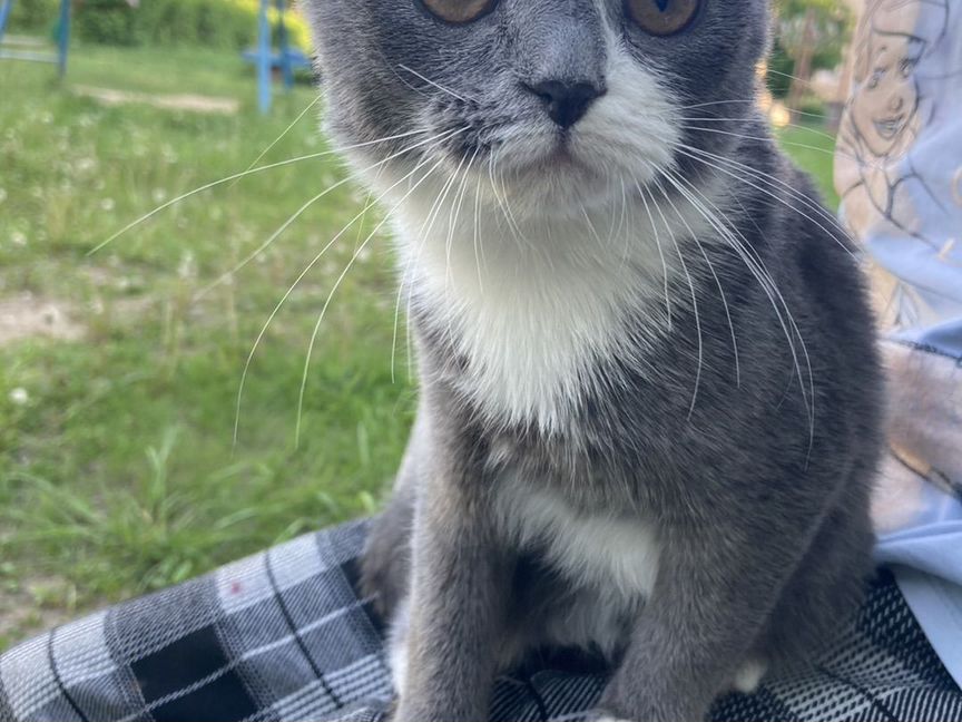 Британская вислоухая кошка