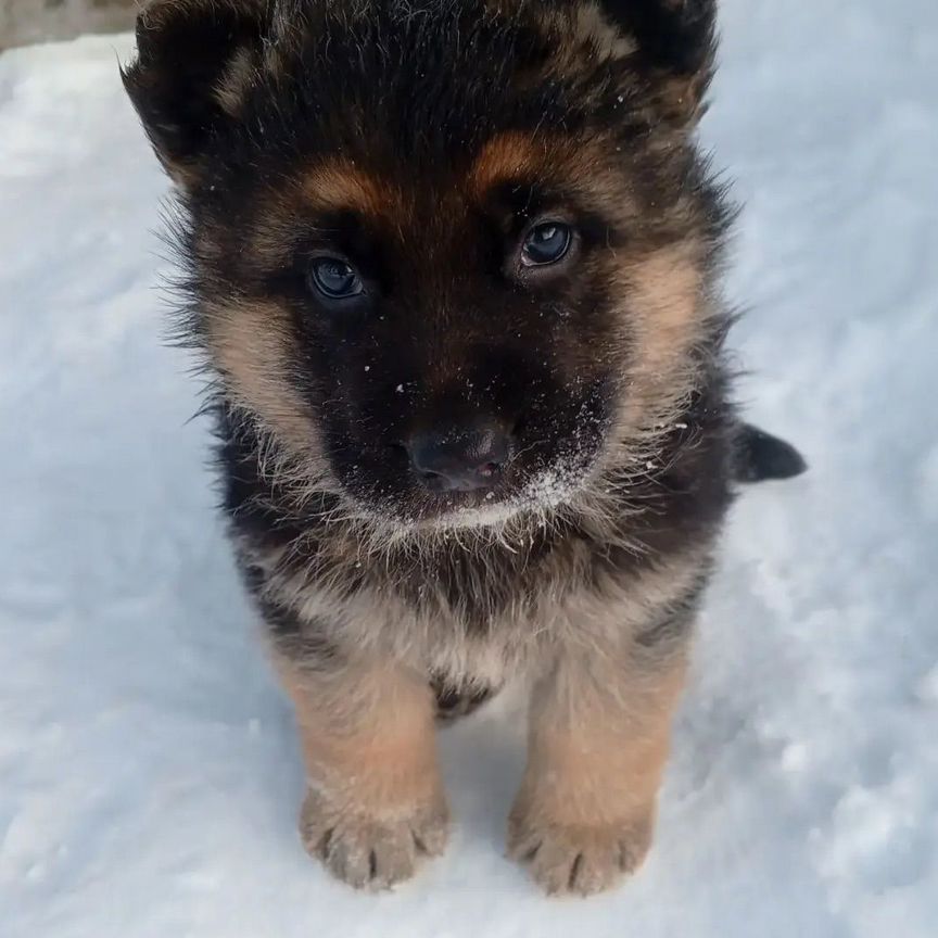 Немецкая овчарка, щенок