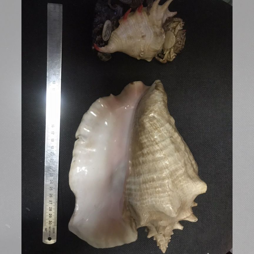 Раковина морская