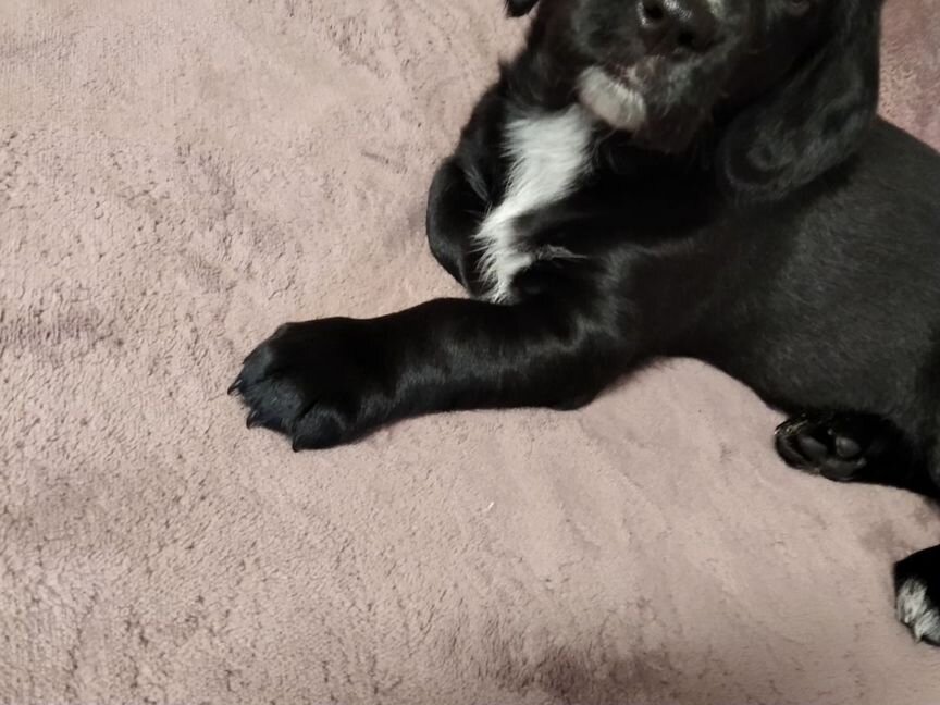 Щенок от мамЫ спаниель, не чистокровный