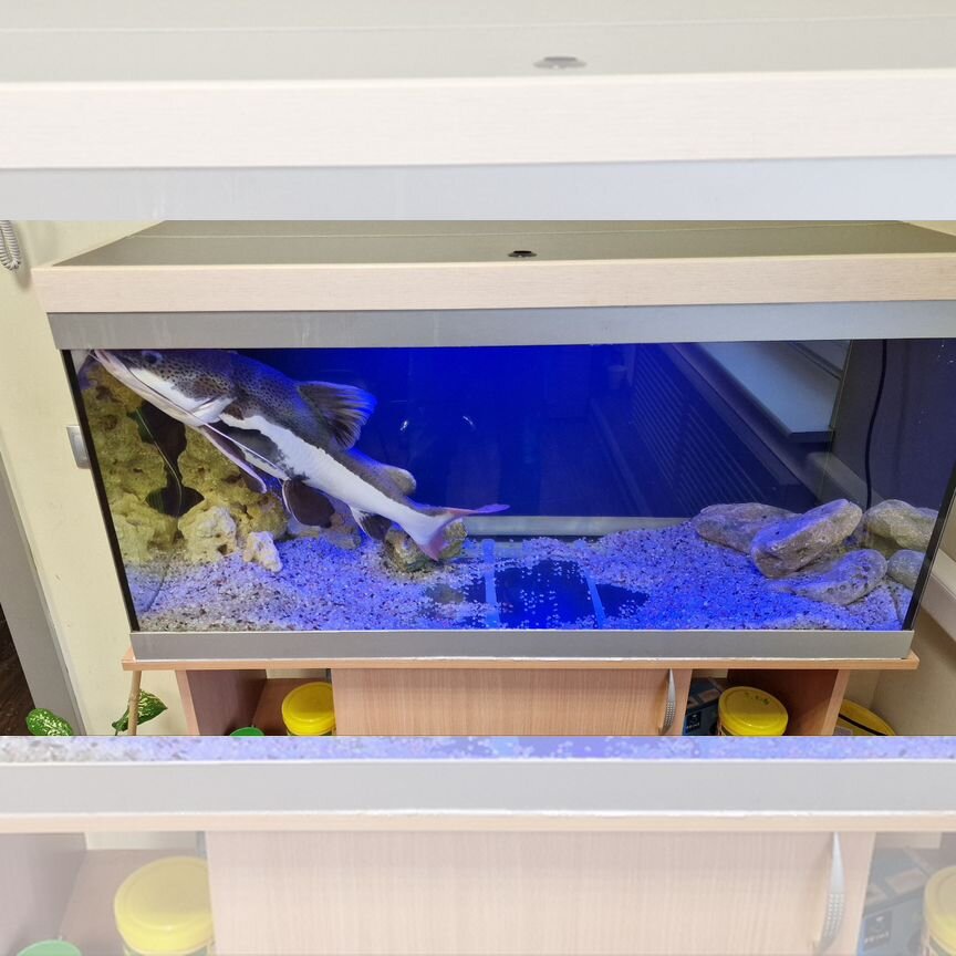 Краснохвостый сом