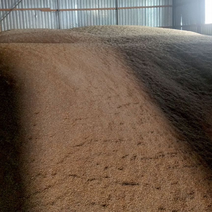 Зерно пшеница ячмень