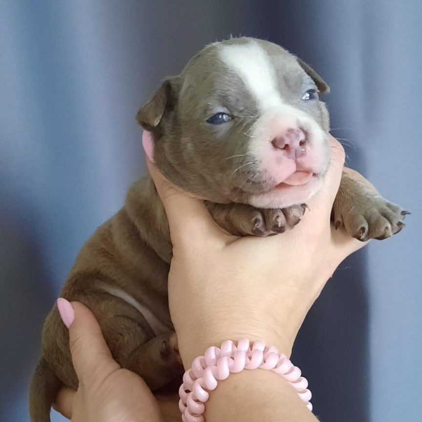 Американский булли