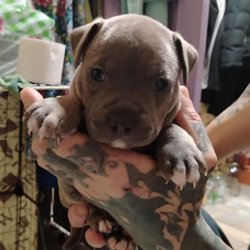 Американский стаффордширский терьер, щенок