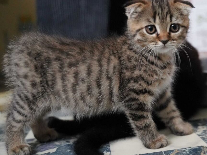 Шотландские вислоухие котята