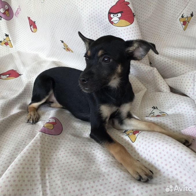 Ксолоитцкуинтли mini