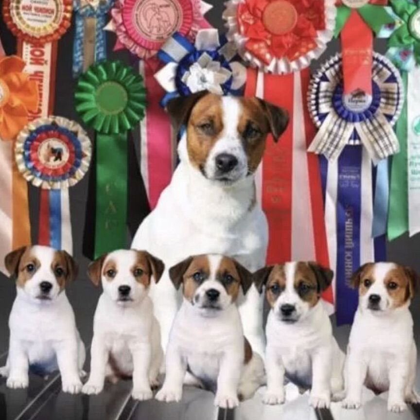 Джек-рассел-терьер, вязка