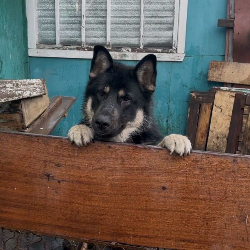 Собака смесь с овчаркой