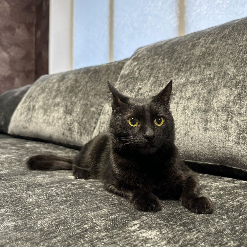 Котик в добрые руки