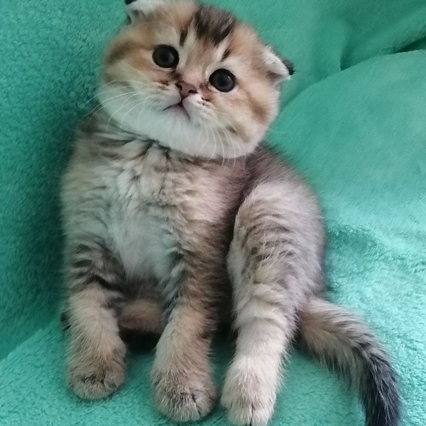 Шотландская золотая шиншилла