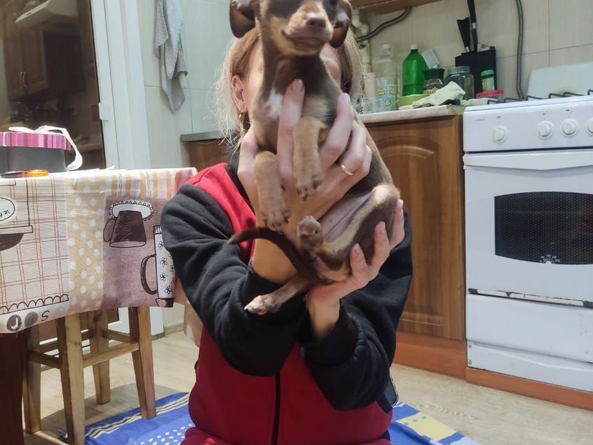 Русский той-терьер