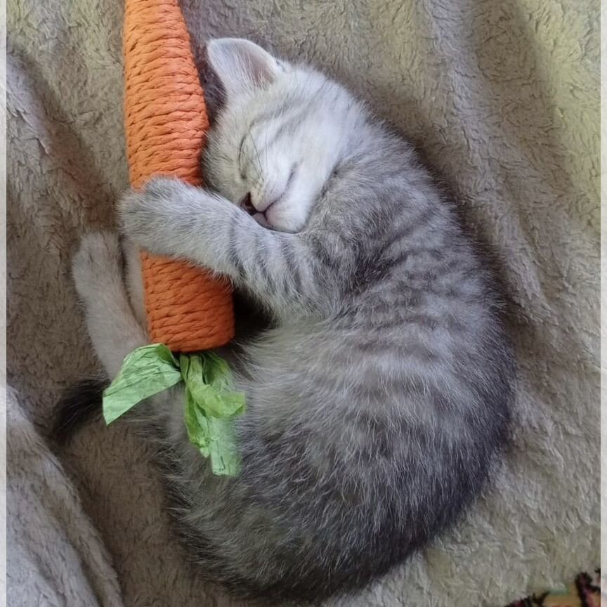 Скотиш страйт шиншилла котята
