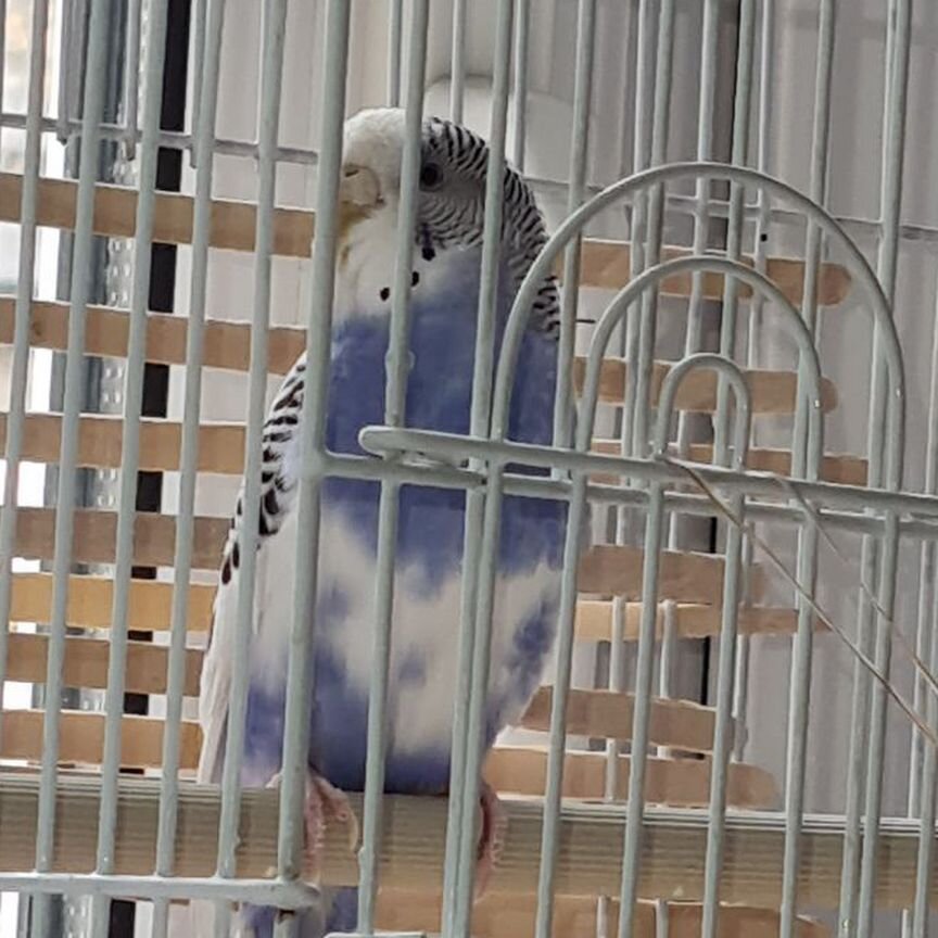 Попугай с клеткой