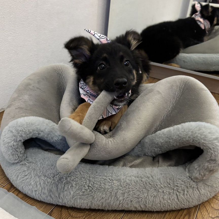 Щенок от частного владельца