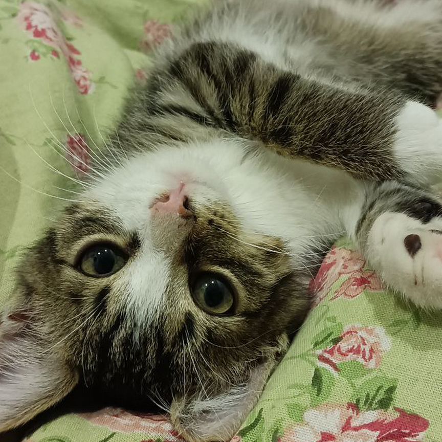 Котик нужна помощь