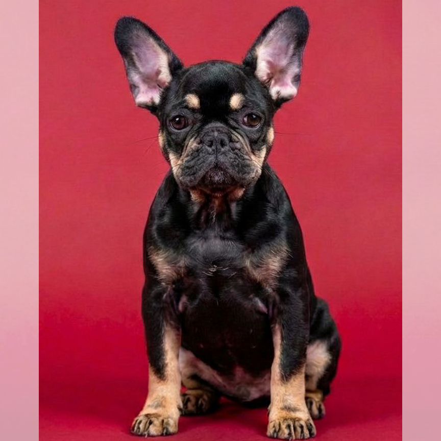 Французский бульдог, щенок