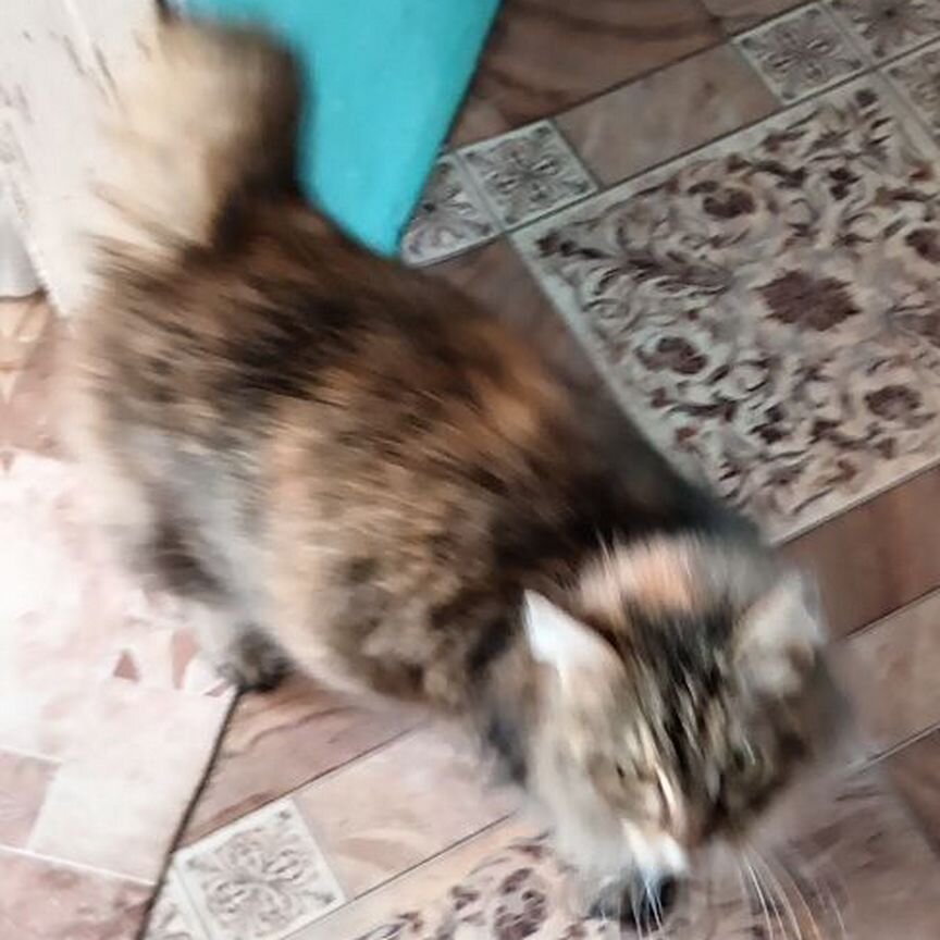 Курильский бобтейл длинношёрстный, взрослая кошка