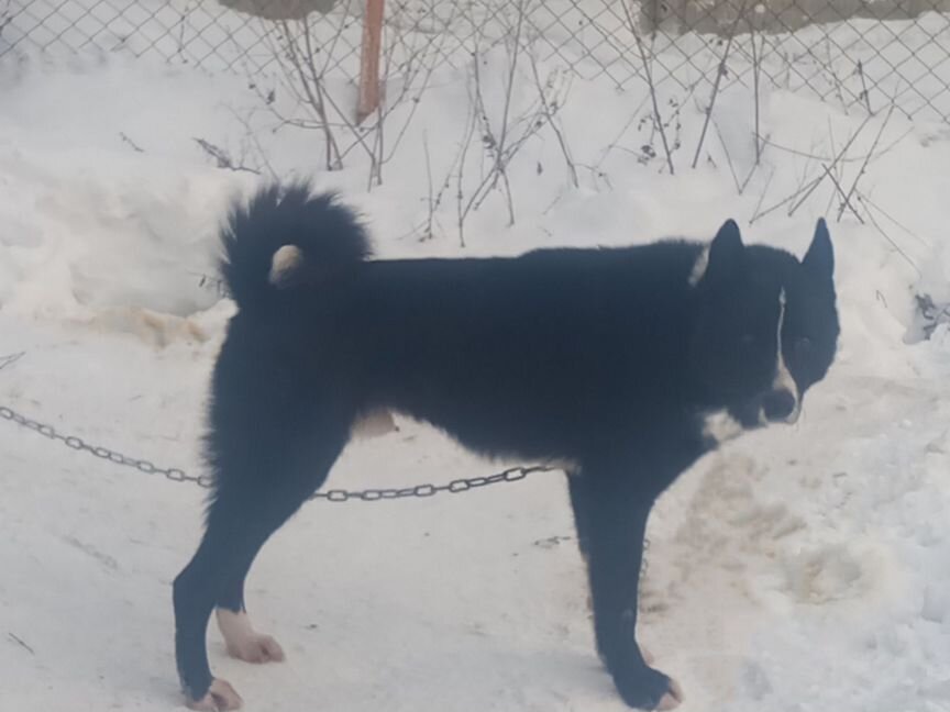 Кобель рел для Вязки