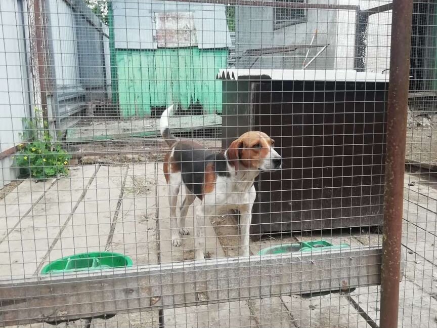 Эстонская гончая вязка