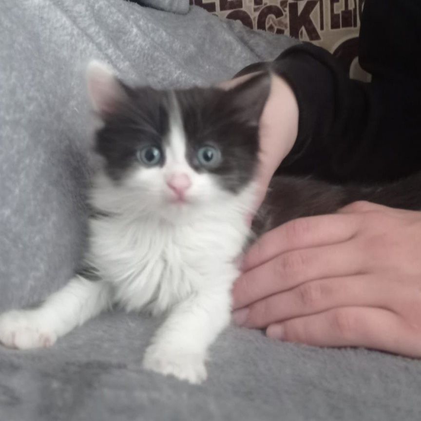 Отдадим котенка мальчик