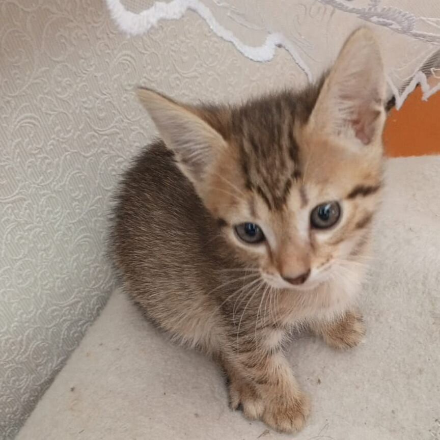 Котята продам