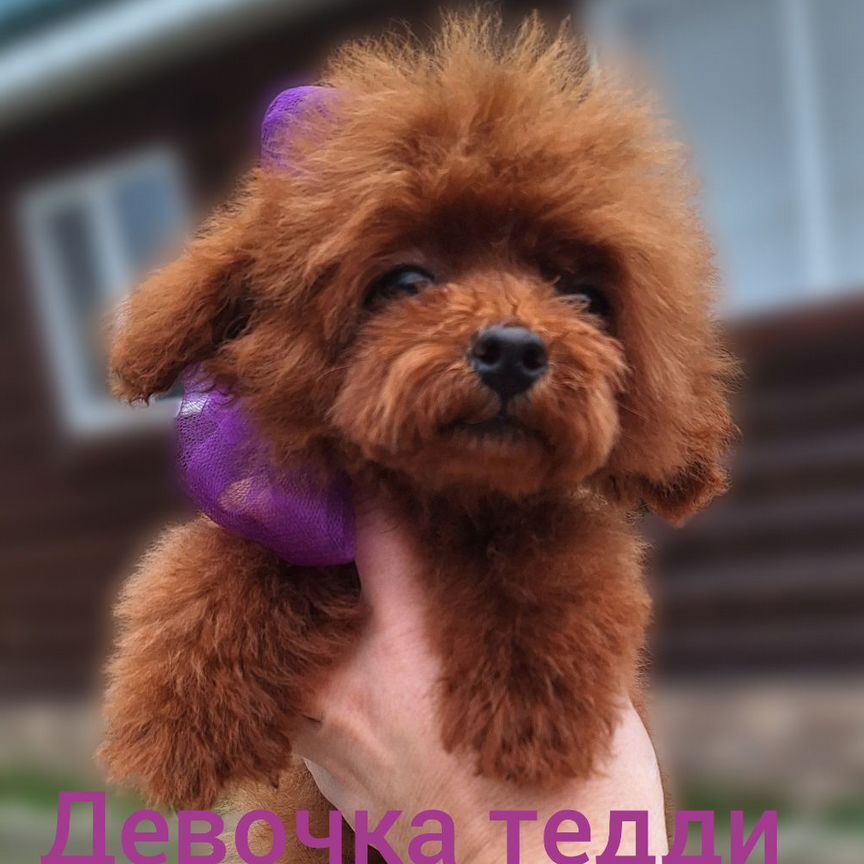 Той-пудель, щенок
