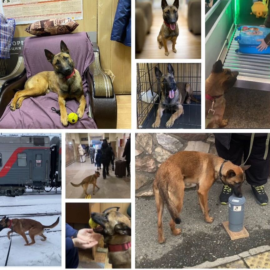 Бельгийская овчарка, щенок