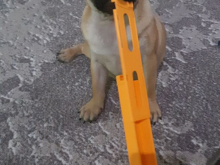 Мальчик мопсяшка