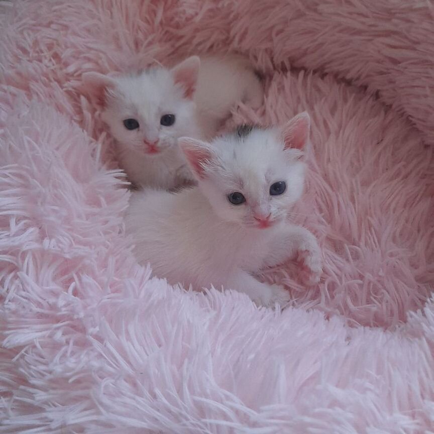 Котята в добрые руки бесплатно