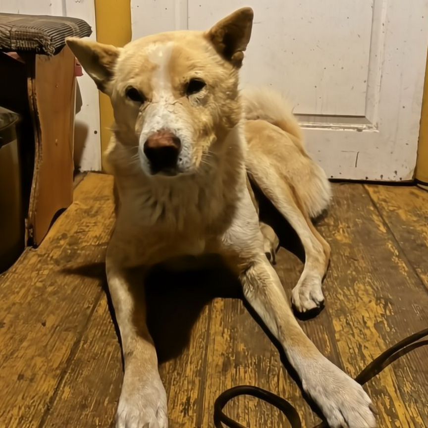 Лайка, щенок