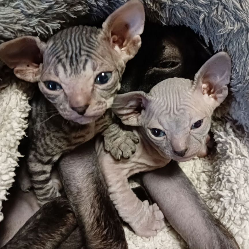 Донской сфинкс котёнок