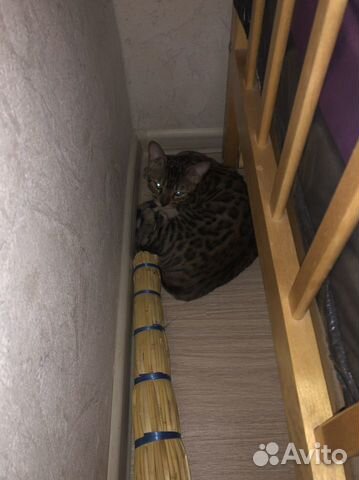 Бенгальская кошечка