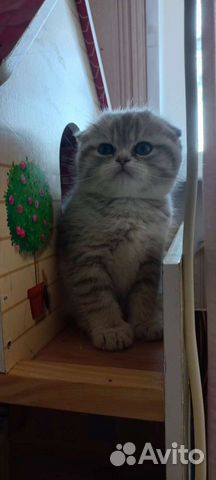 Шотландская вислоухая кошка