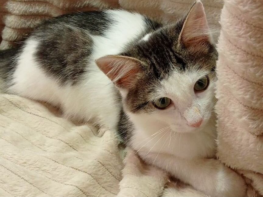 Отдам кота в добрые руки