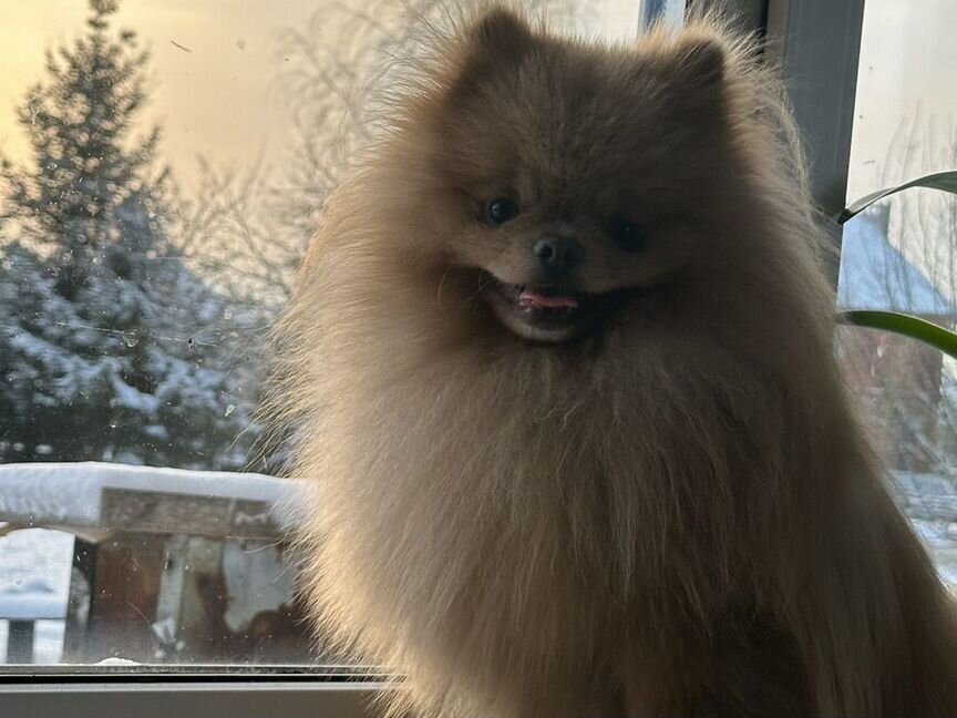 Немецкий шпиц вязка