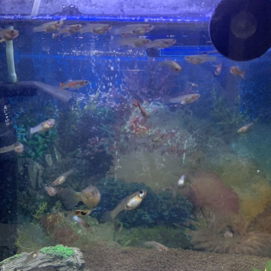 Гуппи мальки