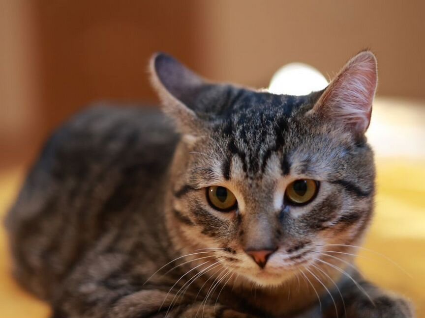 Котик Полосатик