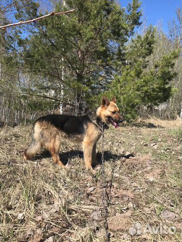 Собака в добрые руки овчарка