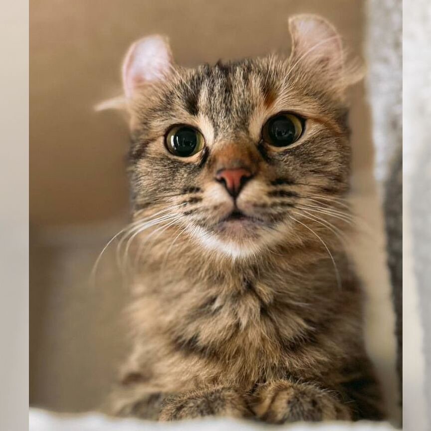 Американский кёрл длинношёрстный, взрослая кошка