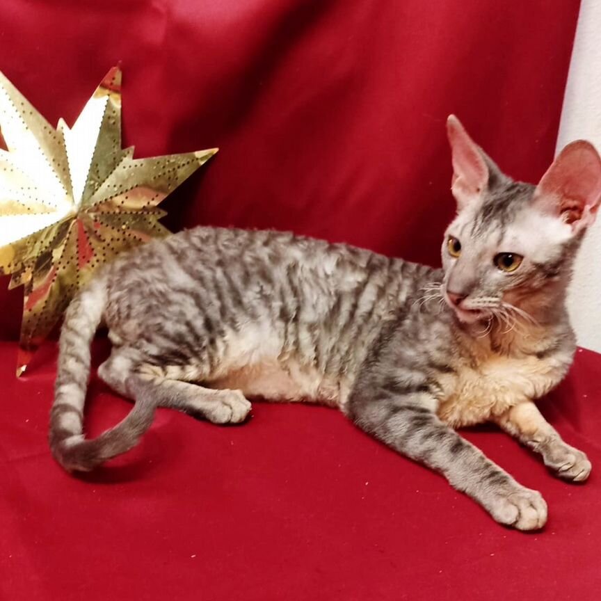 Необычный котик полосатый тигренок