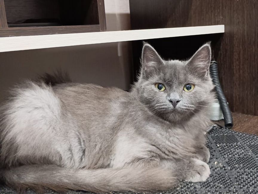 Котенок кошка Плюша