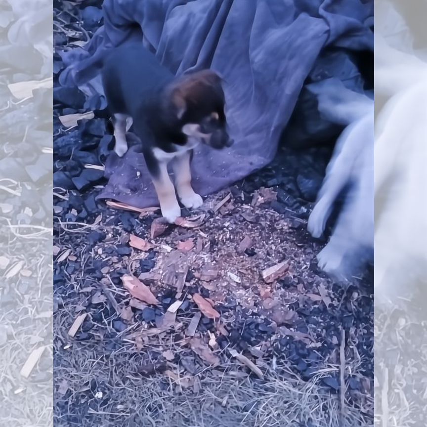 Щенок в добрые руки