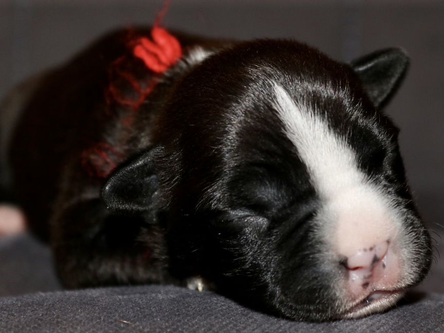 Амстафф мальчик и девочка