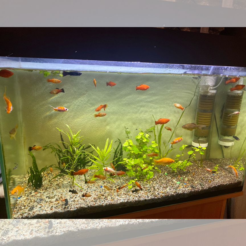 Продам рыбок, аквариумы