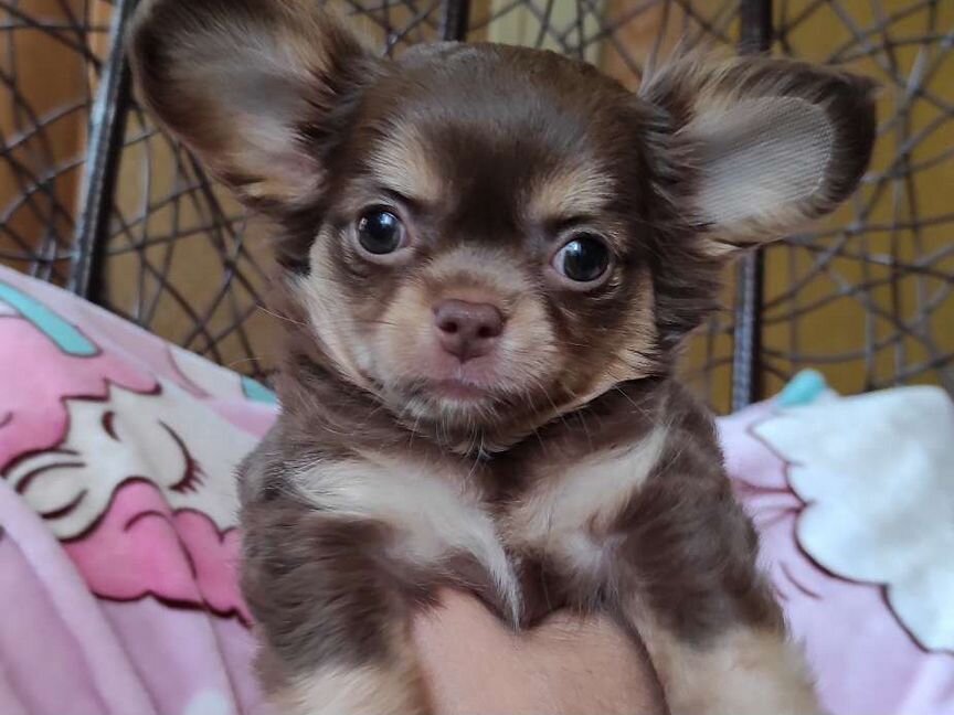 Шоколадная красавица